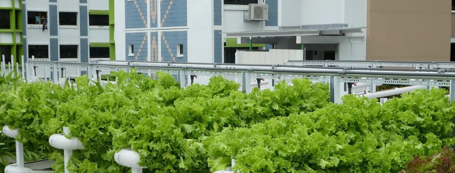 Citiponics Farm ฟาร์มผักยุคใหม่ใช้พื้นที่น้อย